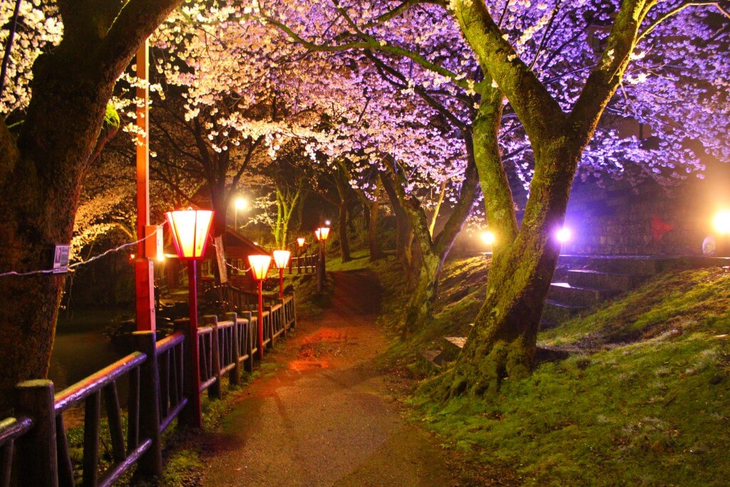 【富山 桜の名所2024】おすすめお花見スポットをまとめてみた | 富山の遊び場！